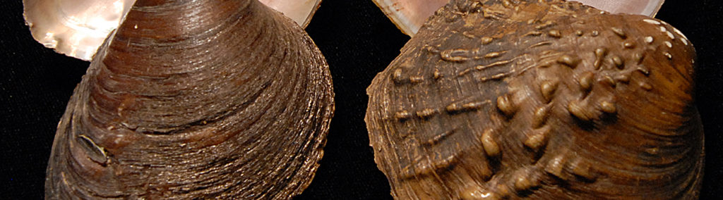 Tennessee Freshwater Mussels | McClung Museum of Natural History & Culture