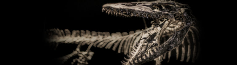 Geology & Fossil History of Tennessee | McClung Museum of Natural ...