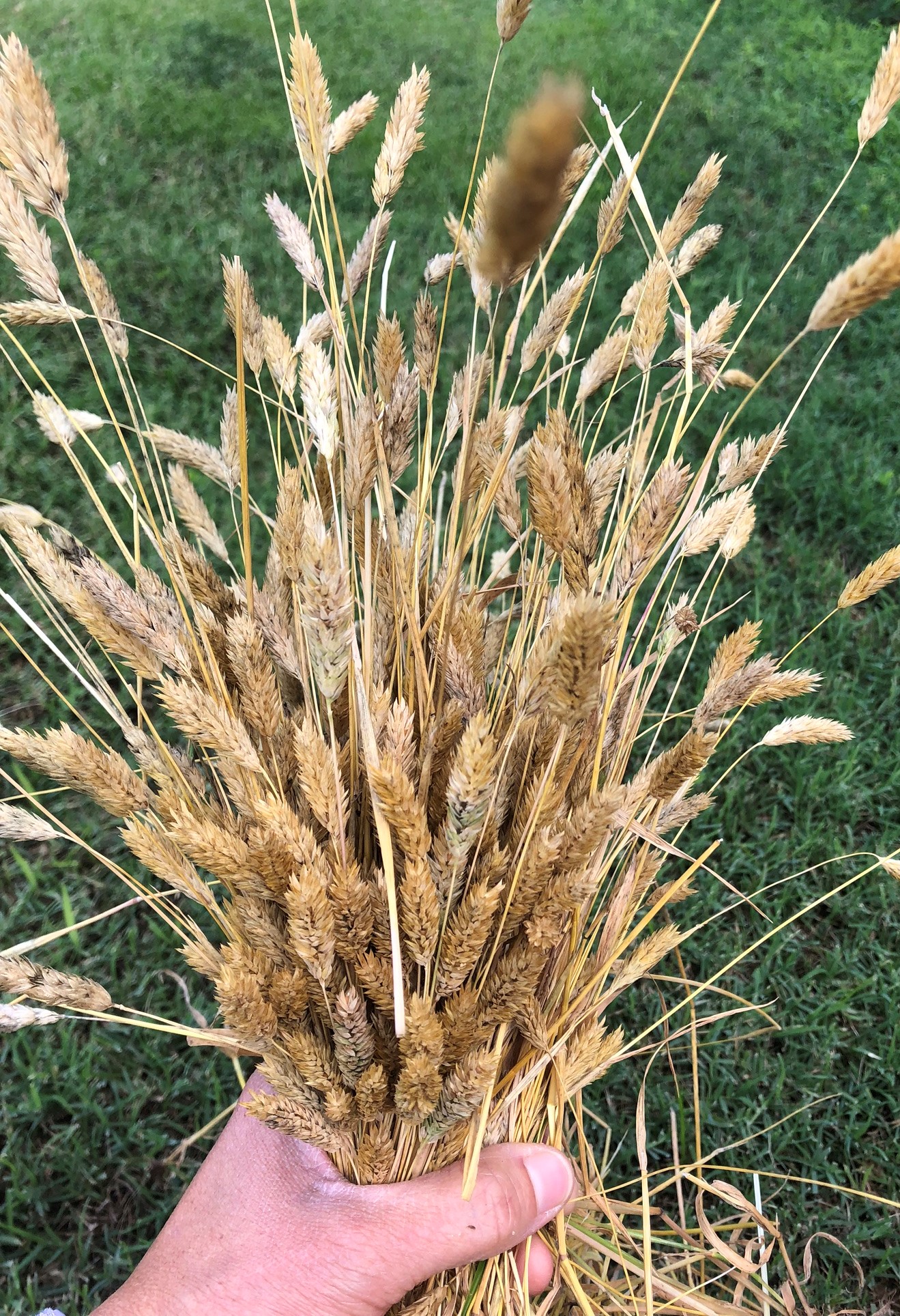 #PlantoftheMonth: Maygrass | McClung Museum of Natural History & Culture