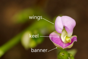 #PlantoftheMonth: The Common Bean | McClung Museum of Natural History ...