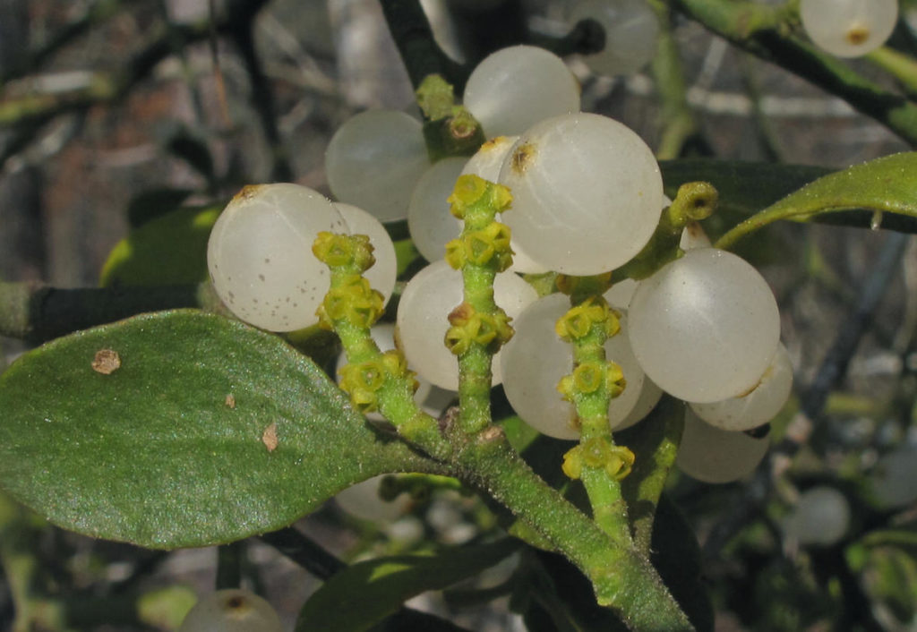 #PlantoftheMonth: Mistletoe | McClung Museum of Natural History & Culture
