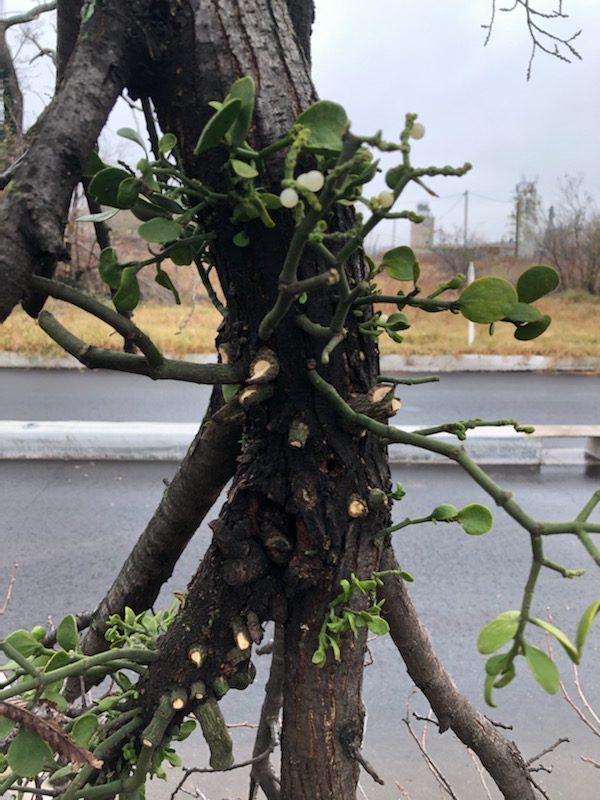 #PlantoftheMonth: Mistletoe | McClung Museum of Natural History & Culture