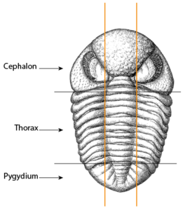 Trilobites: Superstar Fossils! | McClung Museum of Natural History ...