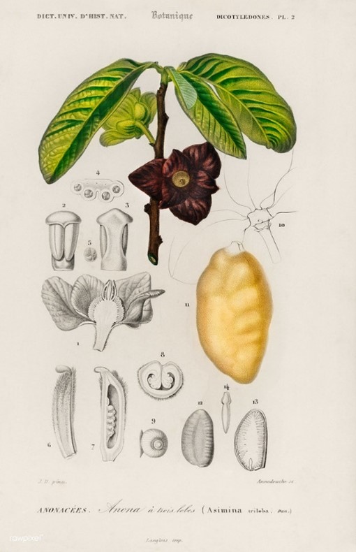 Fig1 Mcclung Museum Of Natural History And Culture