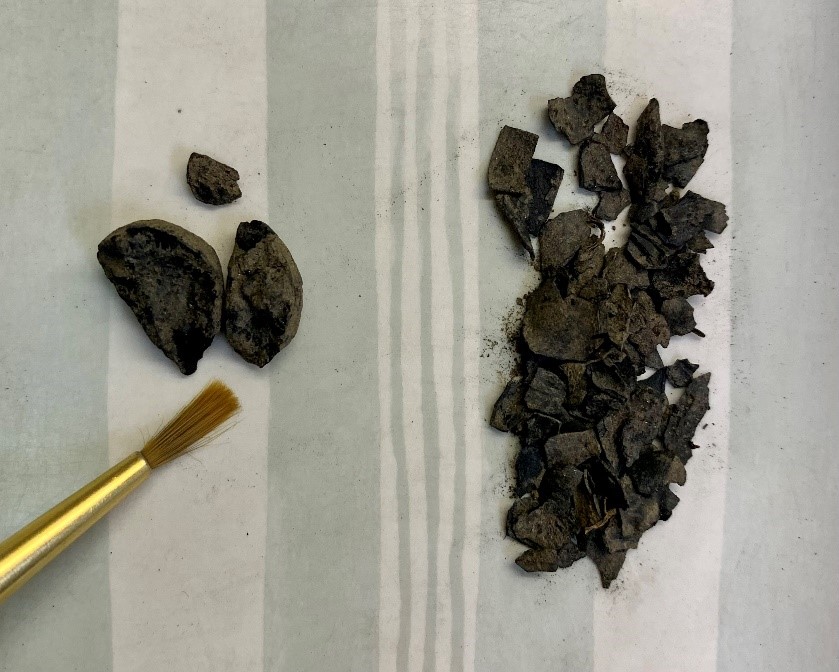 #PlantOfTheMonth: American Chestnut | McClung Museum of Natural History ...