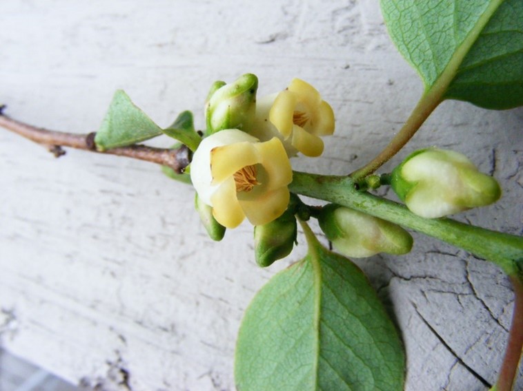 #PlantOfTheMonth: Persimmon | McClung Museum of Natural History & Culture