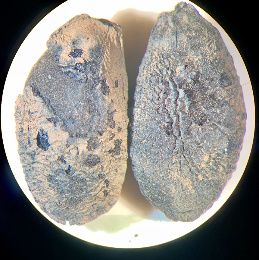 #PlantOfTheMonth: Persimmon | McClung Museum of Natural History & Culture