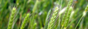 #PlantOfTheMonth: Little Barley | McClung Museum of Natural History ...