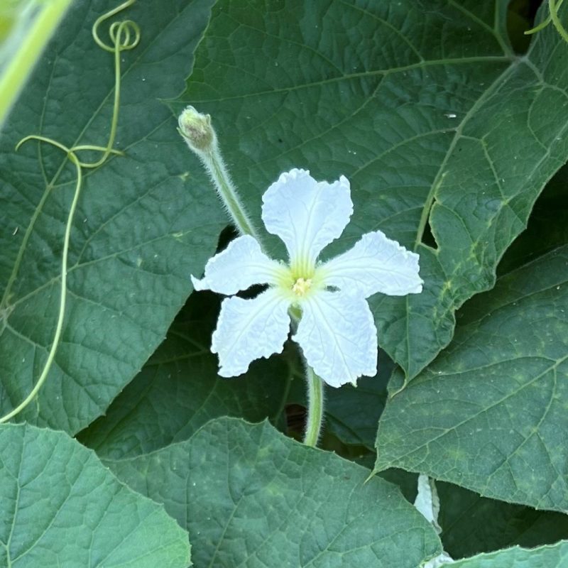 2_gourdflower_small | McClung Museum of Natural History & Culture
