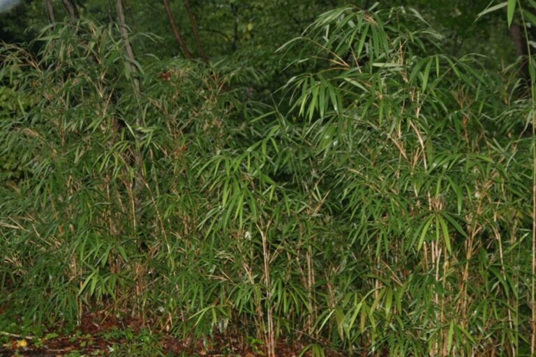 #PlantoftheMonth: Rivercane, ᎢᎯᏯ/Ihiya (Arundinaria gigantea) | McClung ...