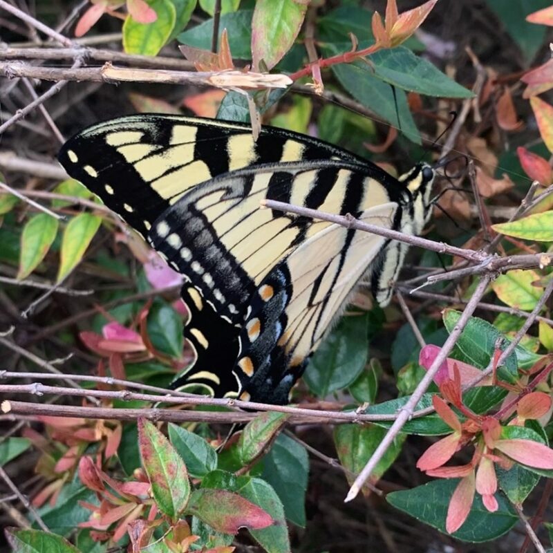 Fig2 Swallowtail Mcclung Museum Of Natural History And Culture